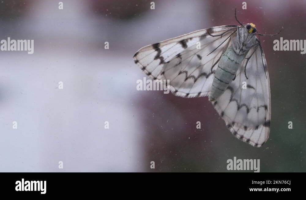 Micro moth Stock Videos & Footage - HD and 4K Video Clips - Alamy