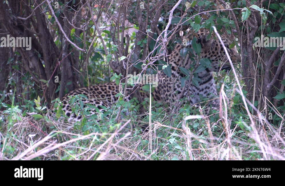 Perfectly horizontal Stock Videos & Footage - HD and 4K Video Clips - Alamy