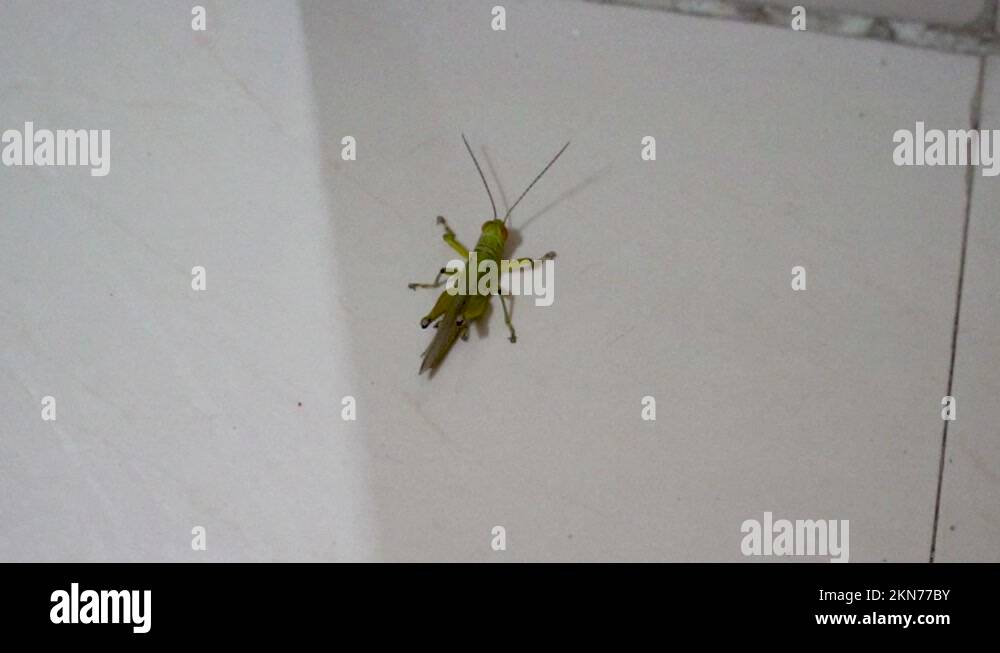 Top view grasshopper Stock Videos & Footage - HD and 4K Video Clips - Alamy