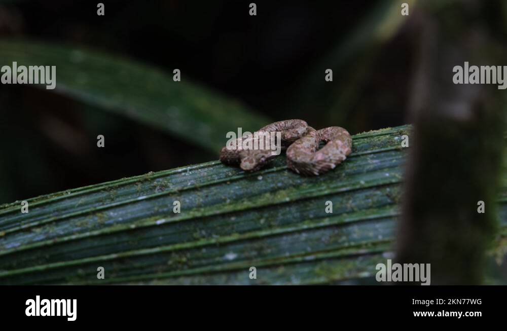 Costa rica venomous snake Stock Videos & Footage - HD and 4K Video ...