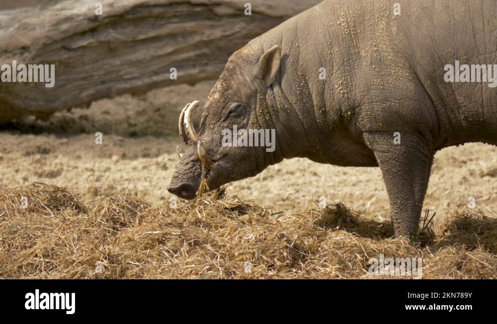 Even toed ungulates artiodactyla mammals mammalia fauna Stock Videos ...