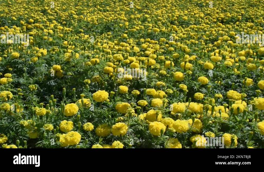 field of yellow Cempasúchil flowers that symbolize the day of the dead ...