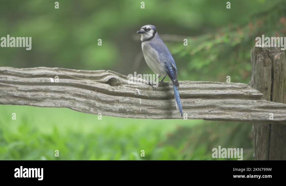 Flying blue jay Stock Videos & Footage - HD and 4K Video Clips - Alamy