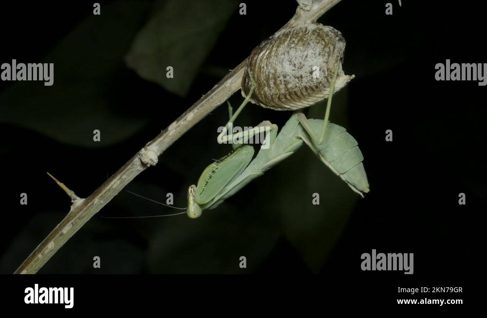 Praying mantis sits on a a clutch of Ootheca (Oviparity). Close-up of ...