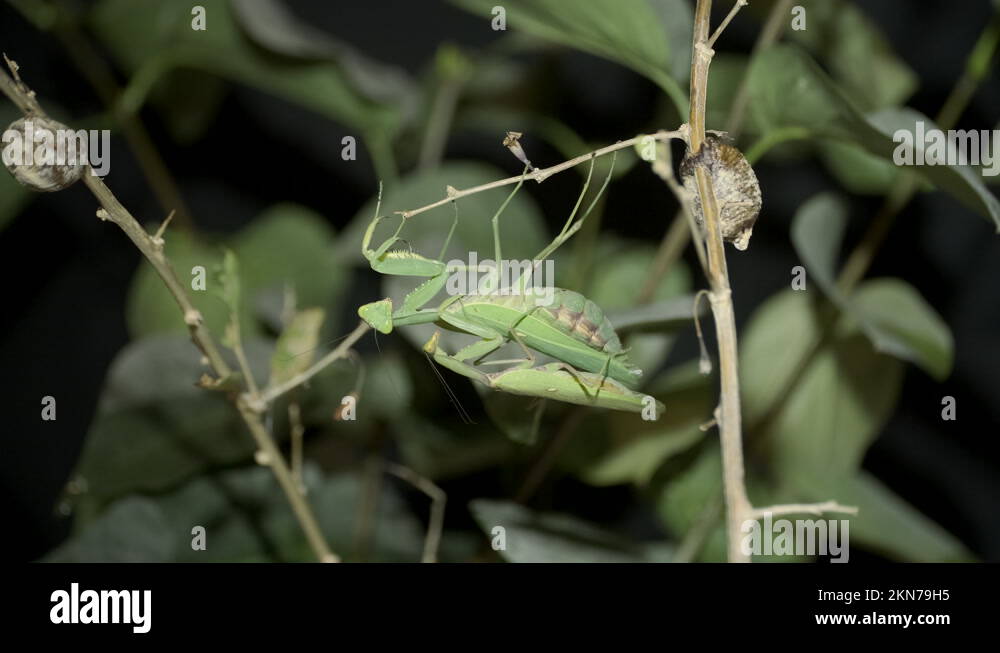 Mating Praying mantises. Paring mantises on a branch next to a clutch ...