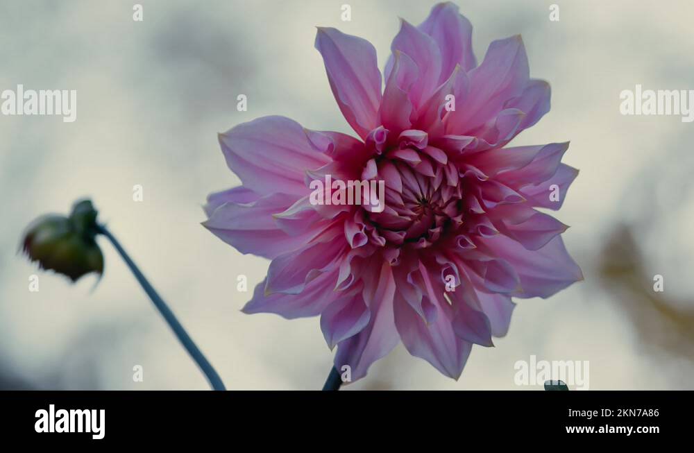 Large flower petals Stock Videos & Footage - HD and 4K Video Clips - Alamy