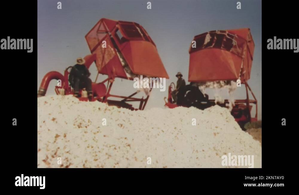 Cotton flock Stock Videos & Footage - HD and 4K Video Clips - Alamy