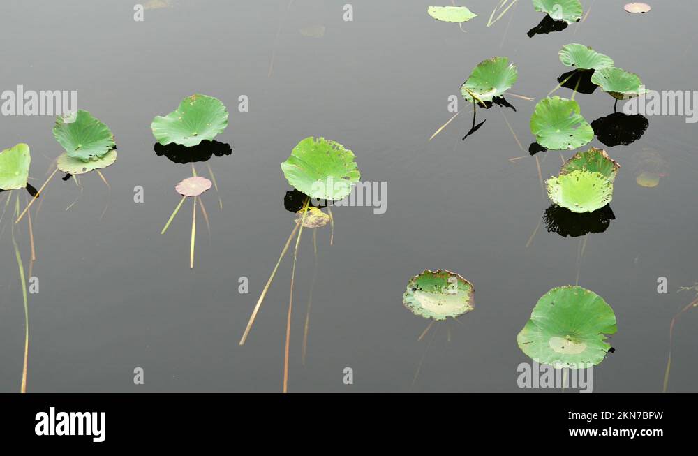 Sacred plant of india Stock Videos & Footage - HD and 4K Video Clips ...