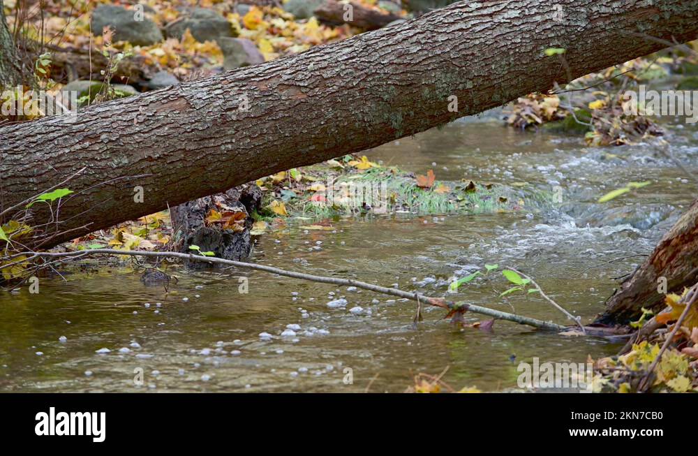 Fallen tree over river in autumn colored forest Stock Video Footage - Alamy