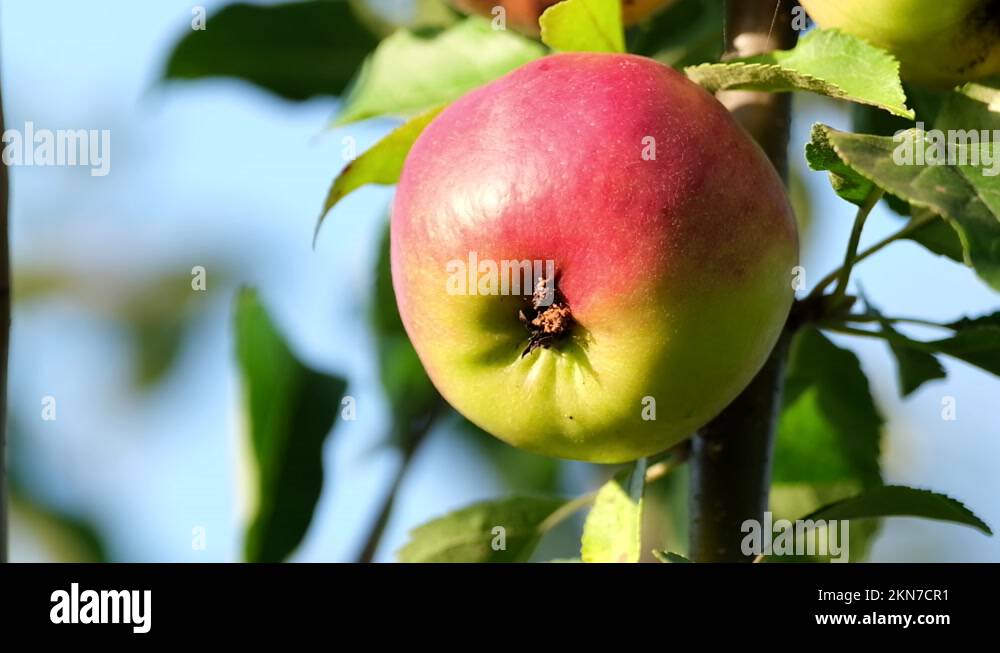 Red sun apple Stock Videos & Footage - HD and 4K Video Clips - Alamy