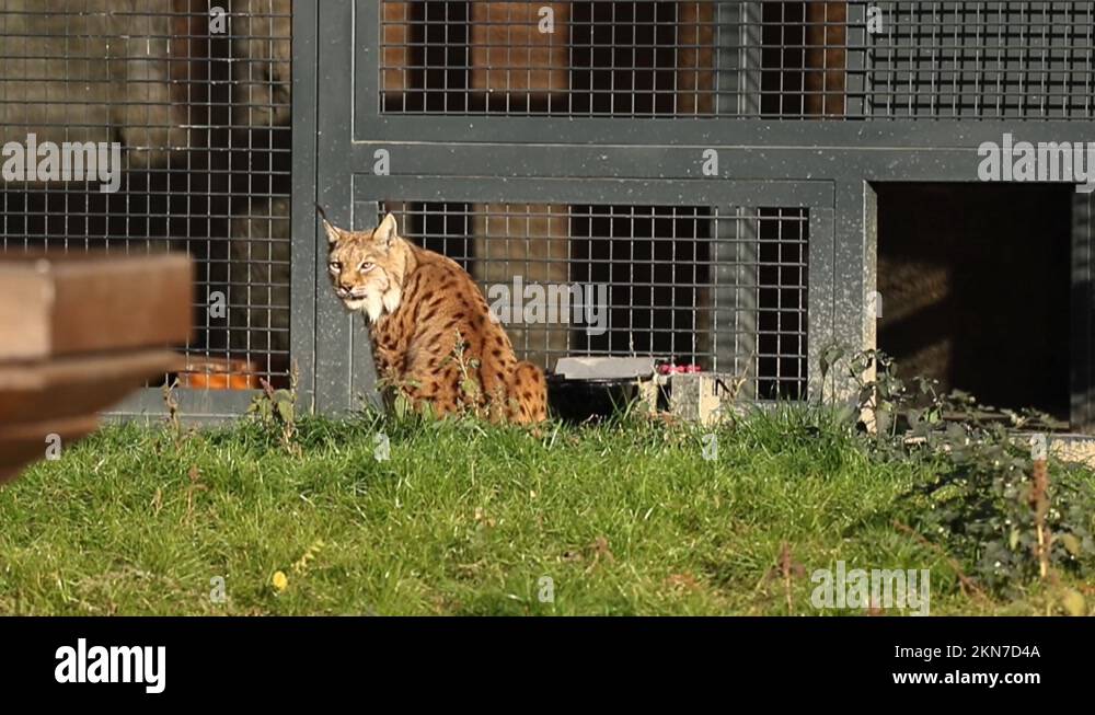 Lynx lynx eating meat Stock Videos & Footage - HD and 4K Video Clips ...
