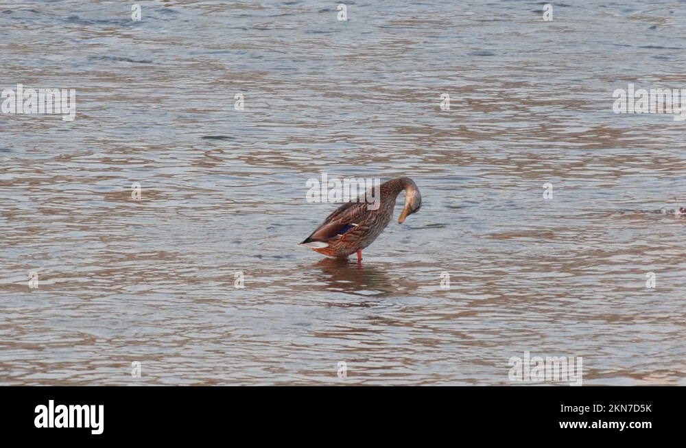 Duck stand Stock Videos & Footage - HD and 4K Video Clips - Alamy