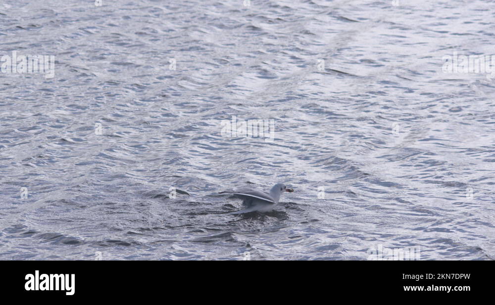 Gull bird diving underwater to catch and swallow small fish on river ...