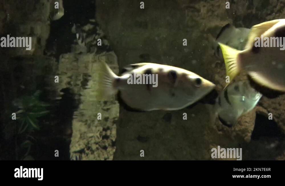 Shark underwater scenery with white Stock Videos & Footage - HD and 4K ...