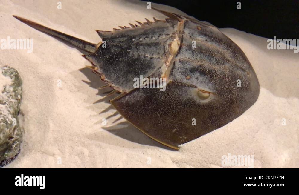 Merostoma Stock Videos & Footage - HD and 4K Video Clips - Alamy