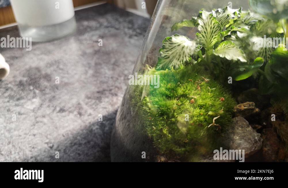 Miniature ecosystem Stock Videos & Footage - HD and 4K Video Clips - Alamy
