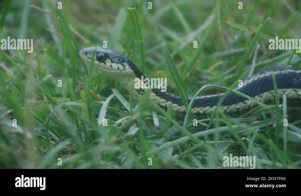 Grass snake Stock Videos & Footage - HD and 4K Video Clips - Alamy