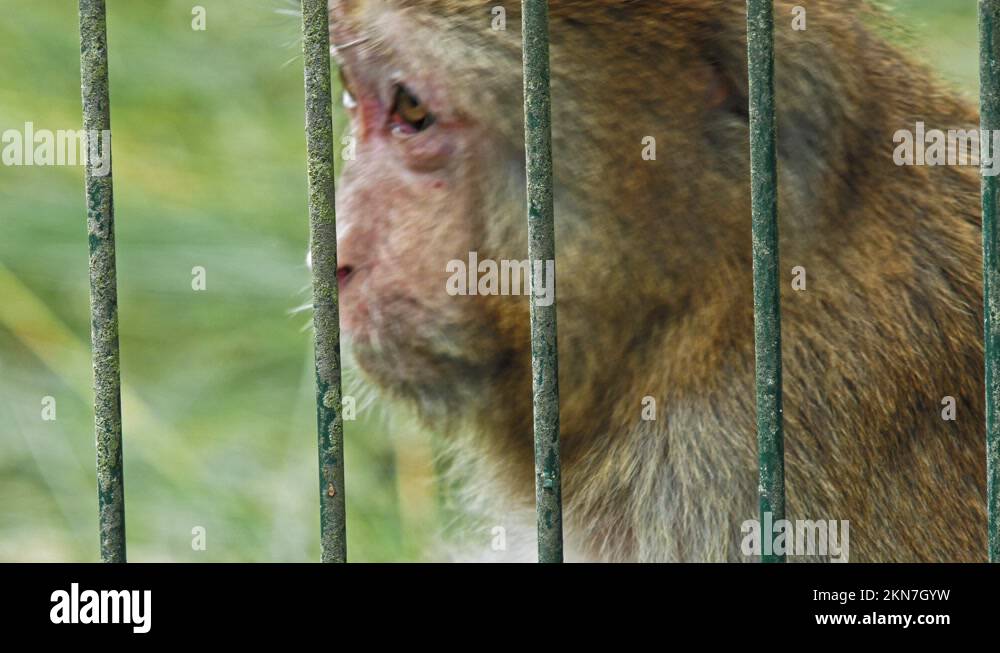 Rhesus macaca mulatta Stock Videos & Footage - HD and 4K Video Clips ...