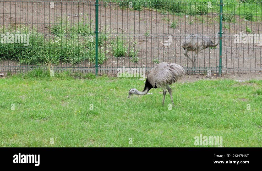 Rhea enclosure zoo Stock Videos & Footage - HD and 4K Video Clips - Alamy
