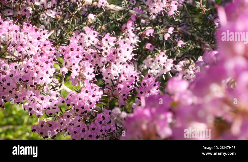 Briar root Stock Videos & Footage - HD and 4K Video Clips - Alamy
