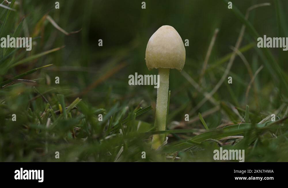 Field of fungi Stock Videos & Footage - HD and 4K Video Clips - Alamy