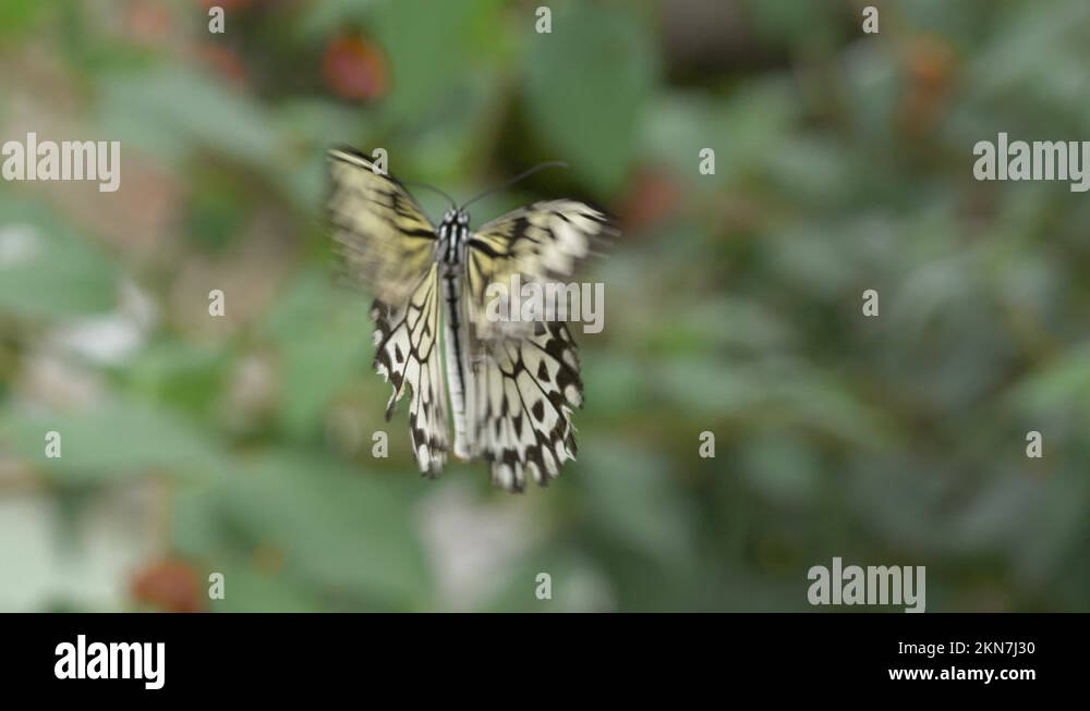 Rice paper Stock Videos & Footage - HD and 4K Video Clips - Alamy