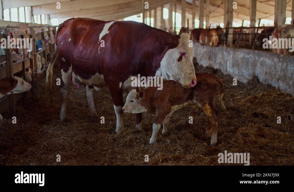 Ethical dairy farming. Suckling calf feeding from the mother cow in the ...