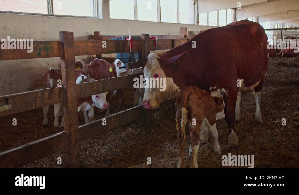 Ethical dairy farming. Suckling calf feeding from the mother cow in the ...