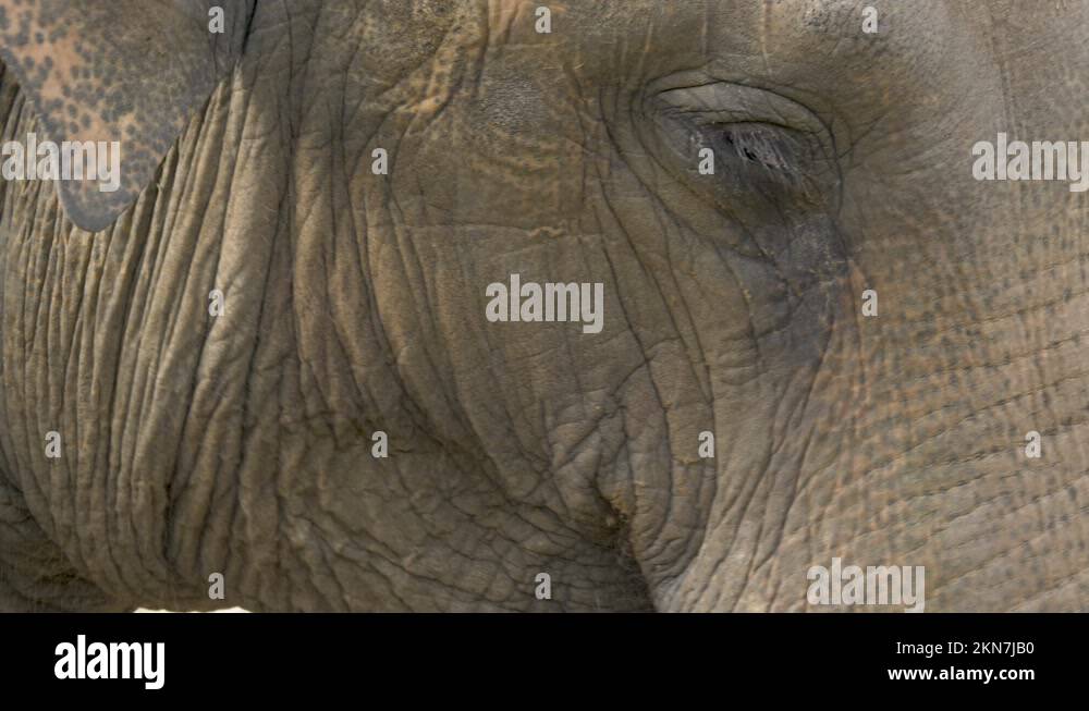 Elephant expressions Stock Videos & Footage - HD and 4K Video Clips - Alamy