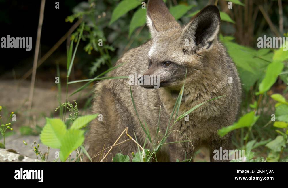 Tanzania bat eared fox Stock Videos & Footage - HD and 4K Video Clips ...