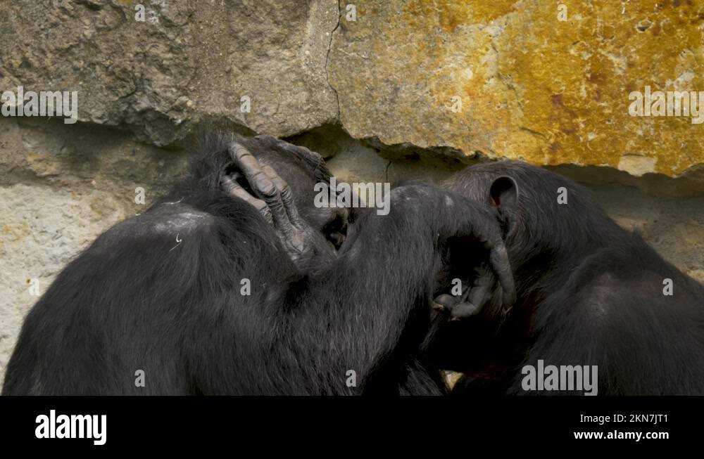 Chimps grooming Stock Videos & Footage - HD and 4K Video Clips - Alamy