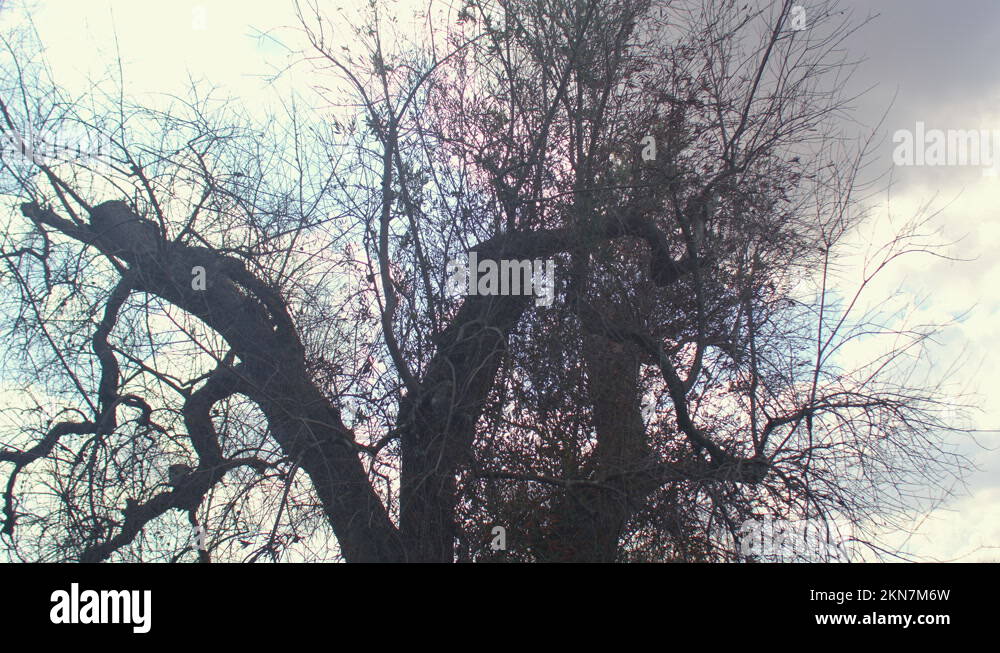 Arid climate trees Stock Videos & Footage - HD and 4K Video Clips - Alamy