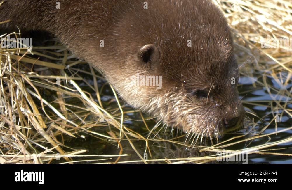 Asia small clawed otter Stock Videos & Footage - HD and 4K Video Clips ...