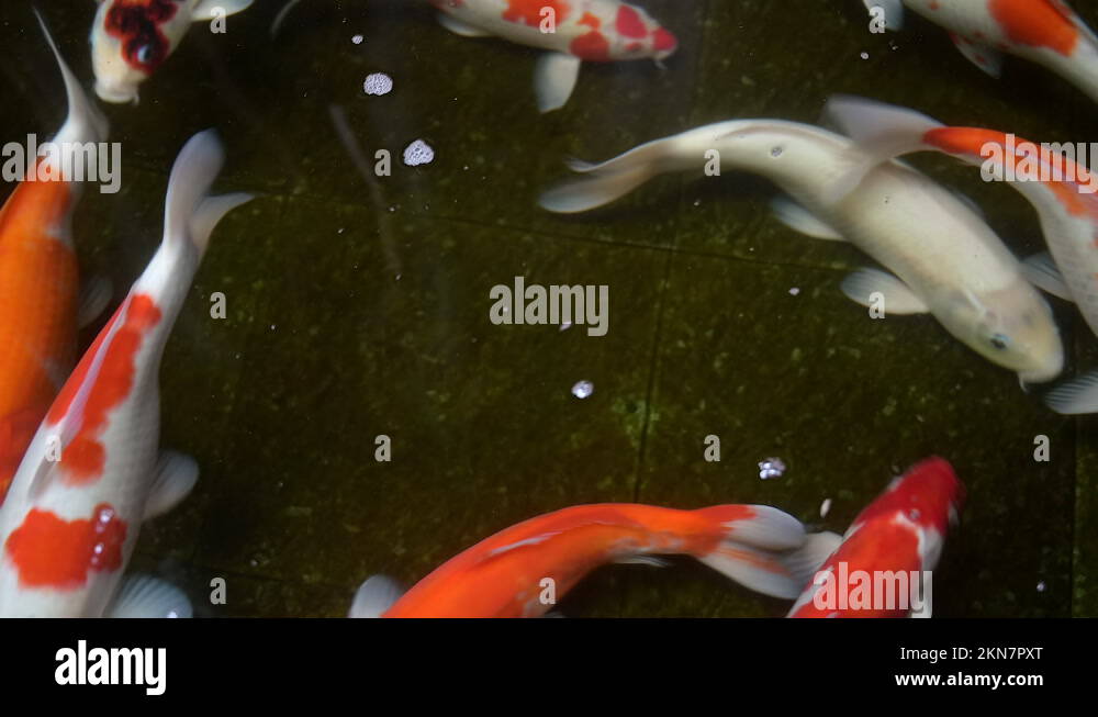 Koi fishes swim in the pond top down close up view with dark background ...