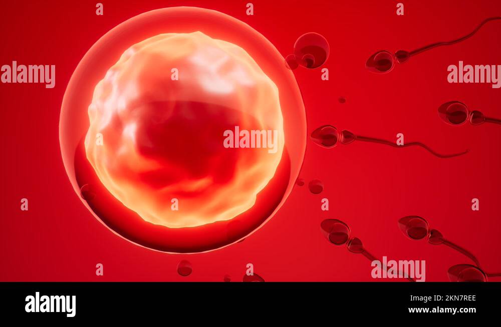 sperm and egg cell. model of microscopic research Stock Video Footage ...