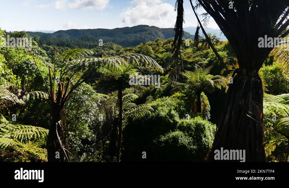 Giant tree ferns Stock Videos & Footage - HD and 4K Video Clips - Alamy