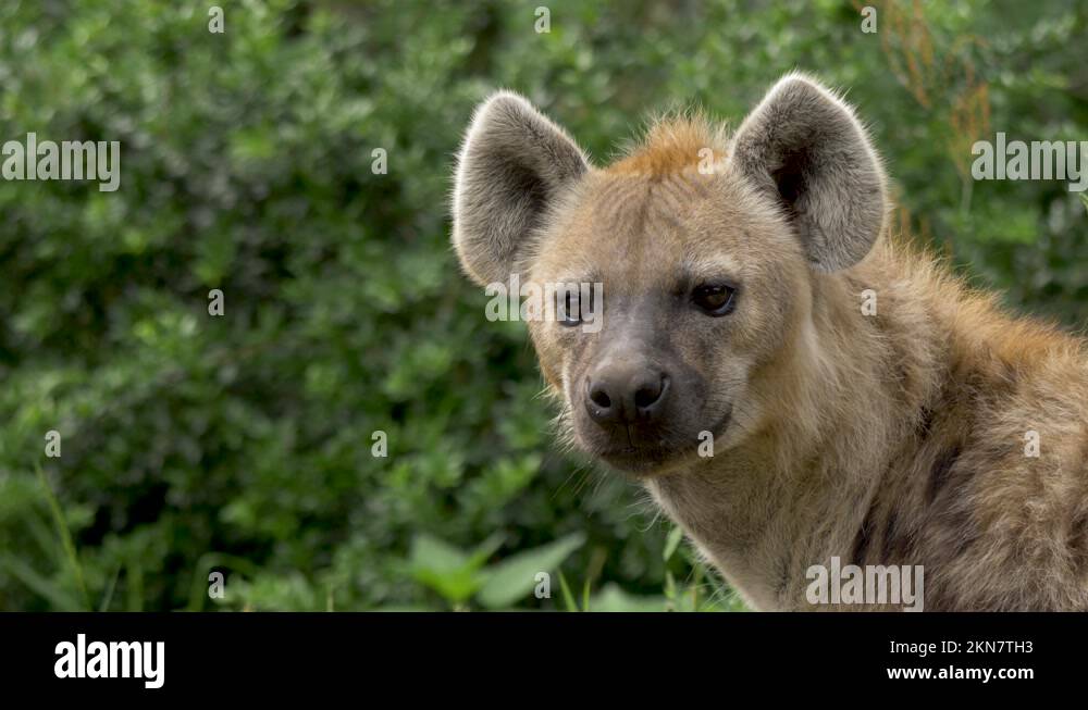 Hyena eyes Stock Videos & Footage - HD and 4K Video Clips - Alamy