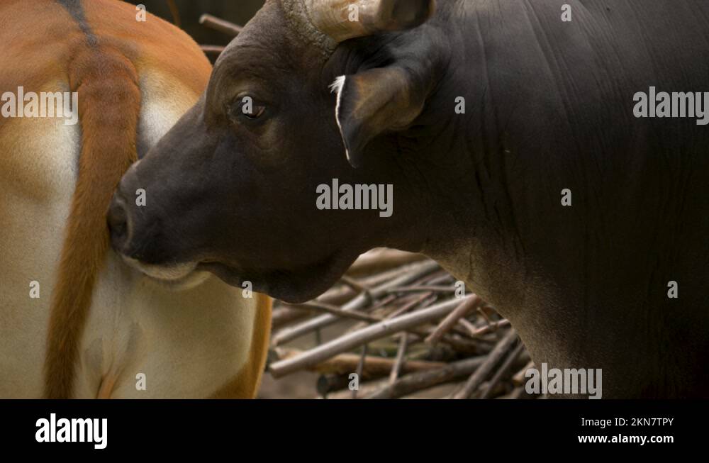 Bull mating Stock Videos & Footage - HD and 4K Video Clips - Alamy