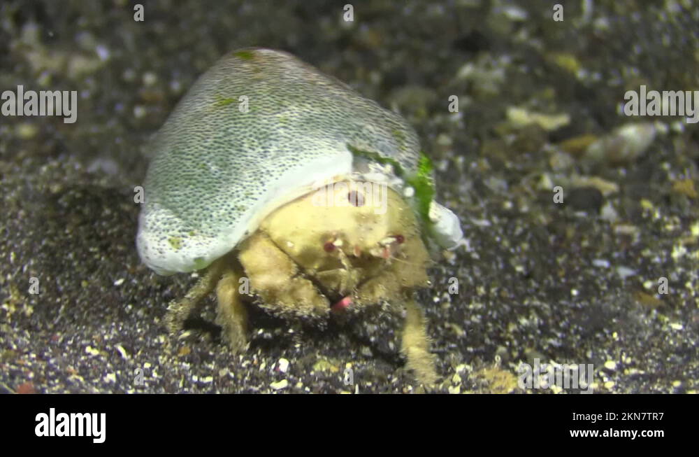 Sleepy crab Stock Videos & Footage - HD and 4K Video Clips - Alamy