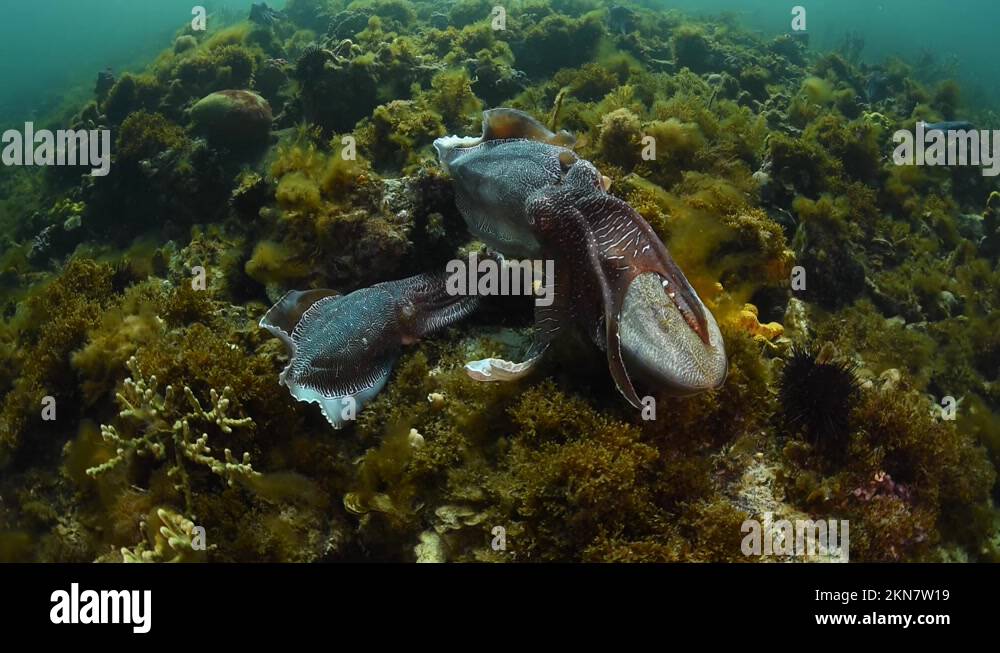 Australian Giant Cuttlefish Aggregation (Sepia Apama) Underwater In ...
