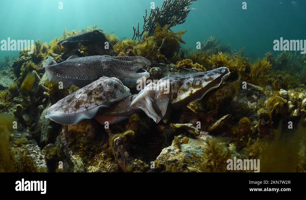 Australian Giant Cuttlefish Aggregation (Sepia apama) Underwater in ...
