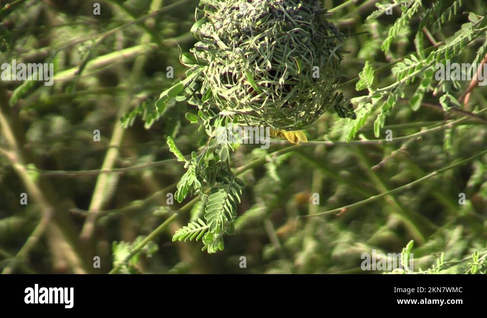 Inside bird Stock Videos & Footage - HD and 4K Video Clips - Alamy