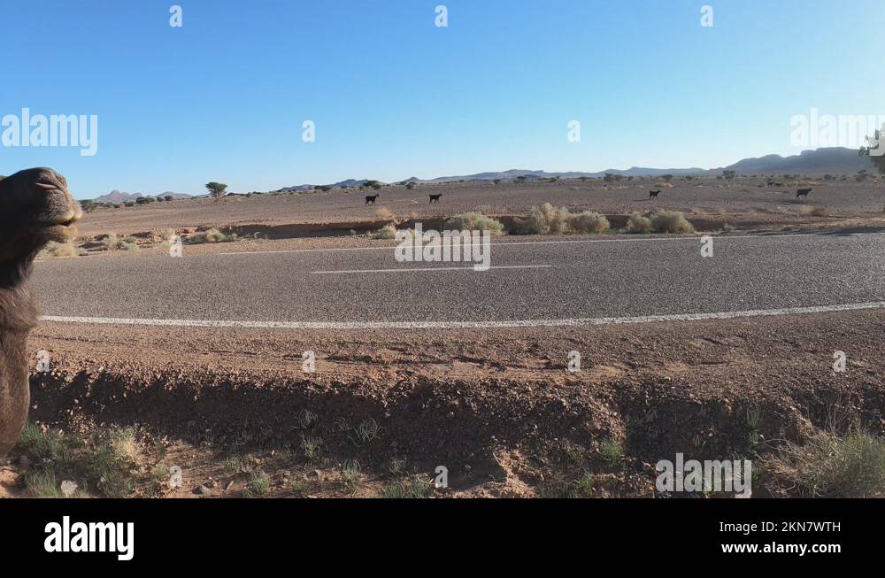 A Camel by the side of the Road in Morocco is a Hazard and Danger to ...