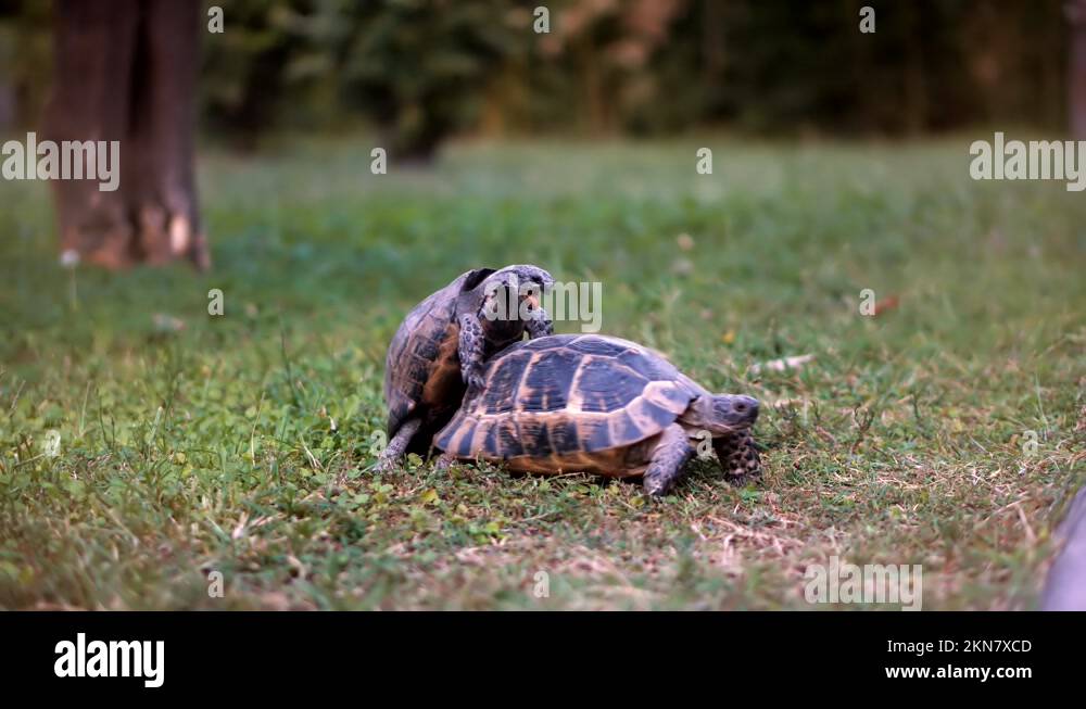 Two Turtle On Green Garden. Two Turtle Making Love. Spring Mating ...