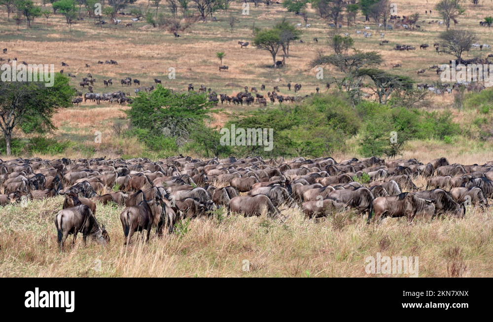 huge herd of blue wildebeest and Zebras on great migration Stock Video ...