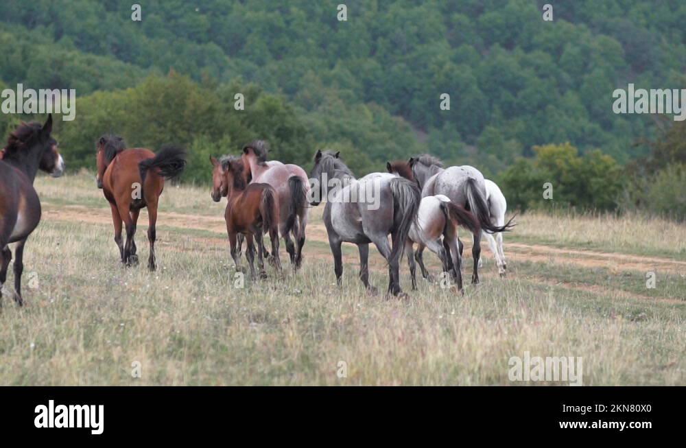 Fasthorse Stock Videos & Footage - HD and 4K Video Clips - Alamy