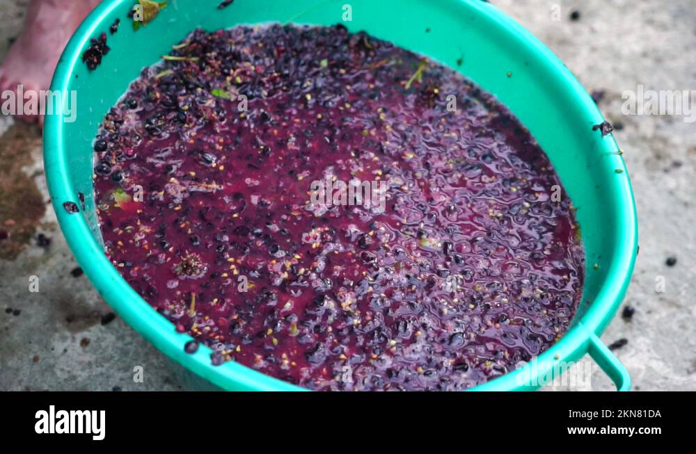 Grape-treading or grape-stomping in traditional winemaking. Senior ...