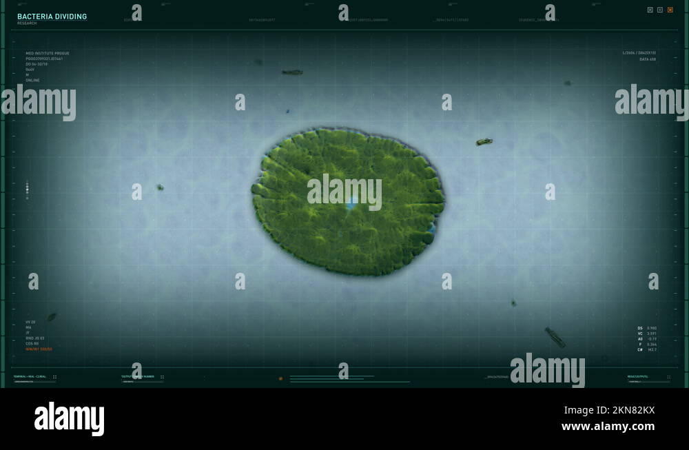 Bacterial division Stock Videos & Footage - HD and 4K Video Clips - Alamy