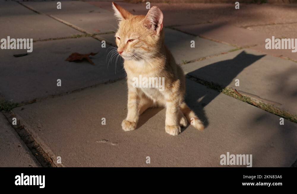Kitten street Stock Videos & Footage - HD and 4K Video Clips - Alamy