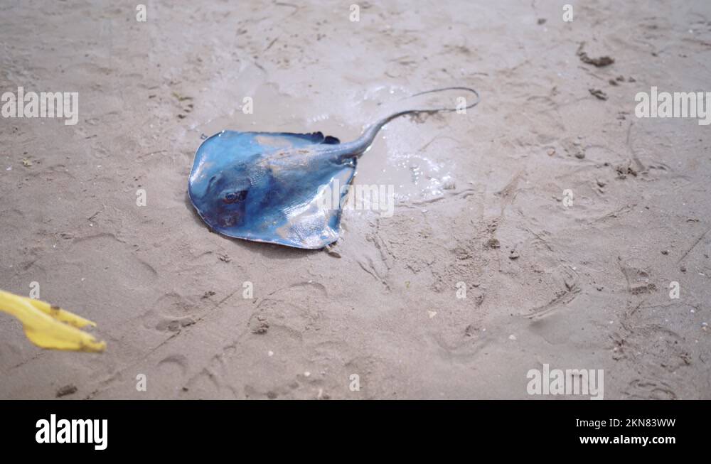 Extinct marine animals Stock Videos & Footage - HD and 4K Video Clips ...